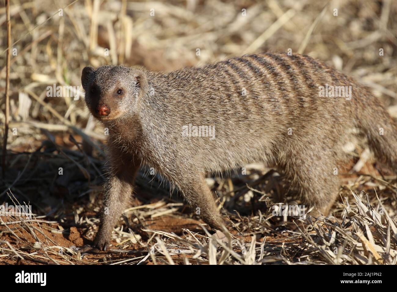 Banded Mongoose at Chobe Stock Photo - Alamy