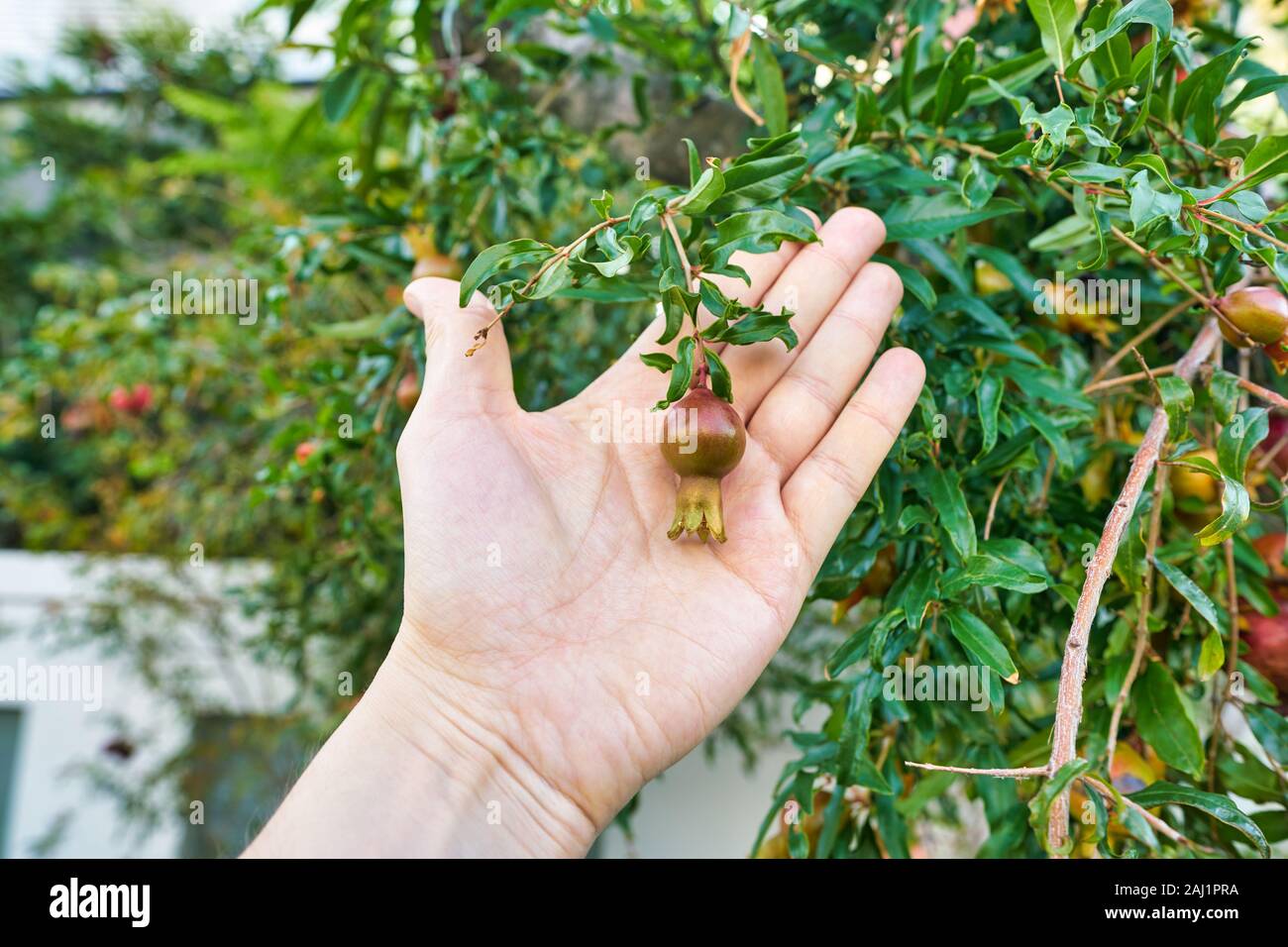 Trees shrubs pomegranate tree hi-res stock photography and images - Alamy
