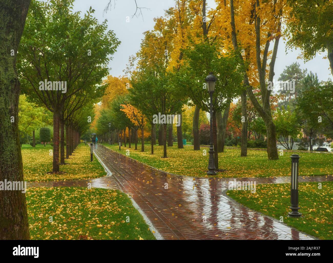 autumn park, rainy background, autumn landscape background rain texture ...