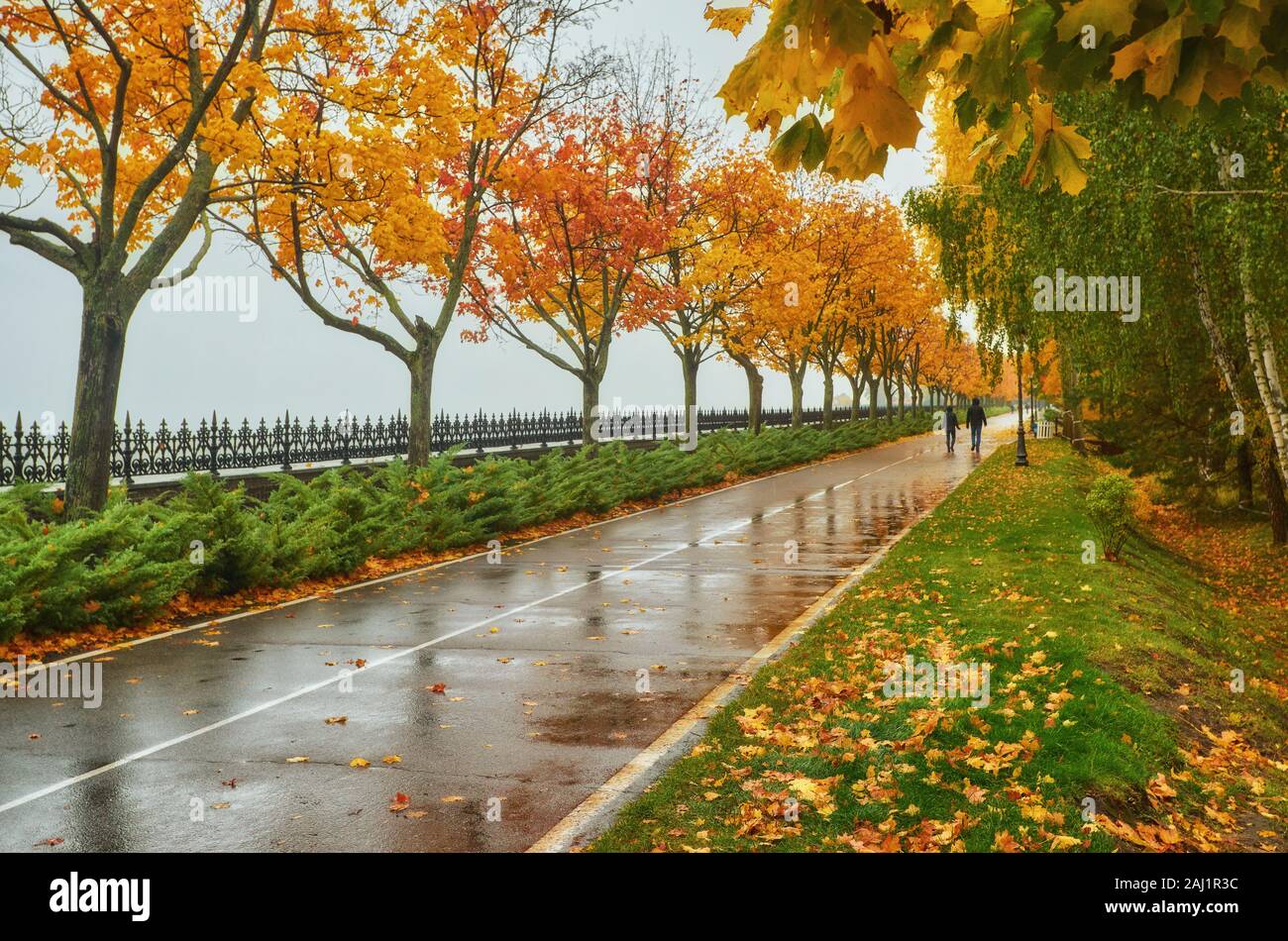 autumn park, rainy background, autumn landscape background rain texture ...