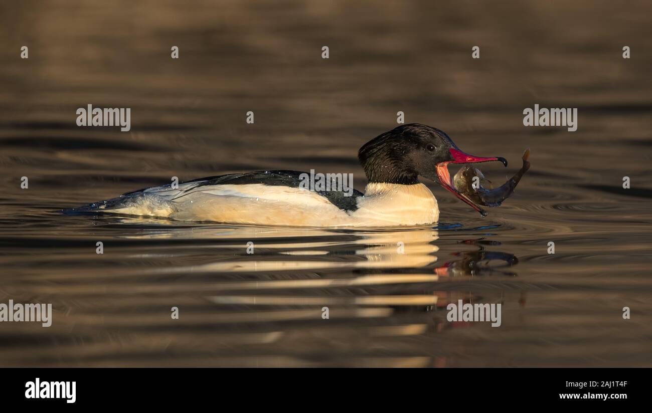 Goosander with Fish Stock Photo - Alamy