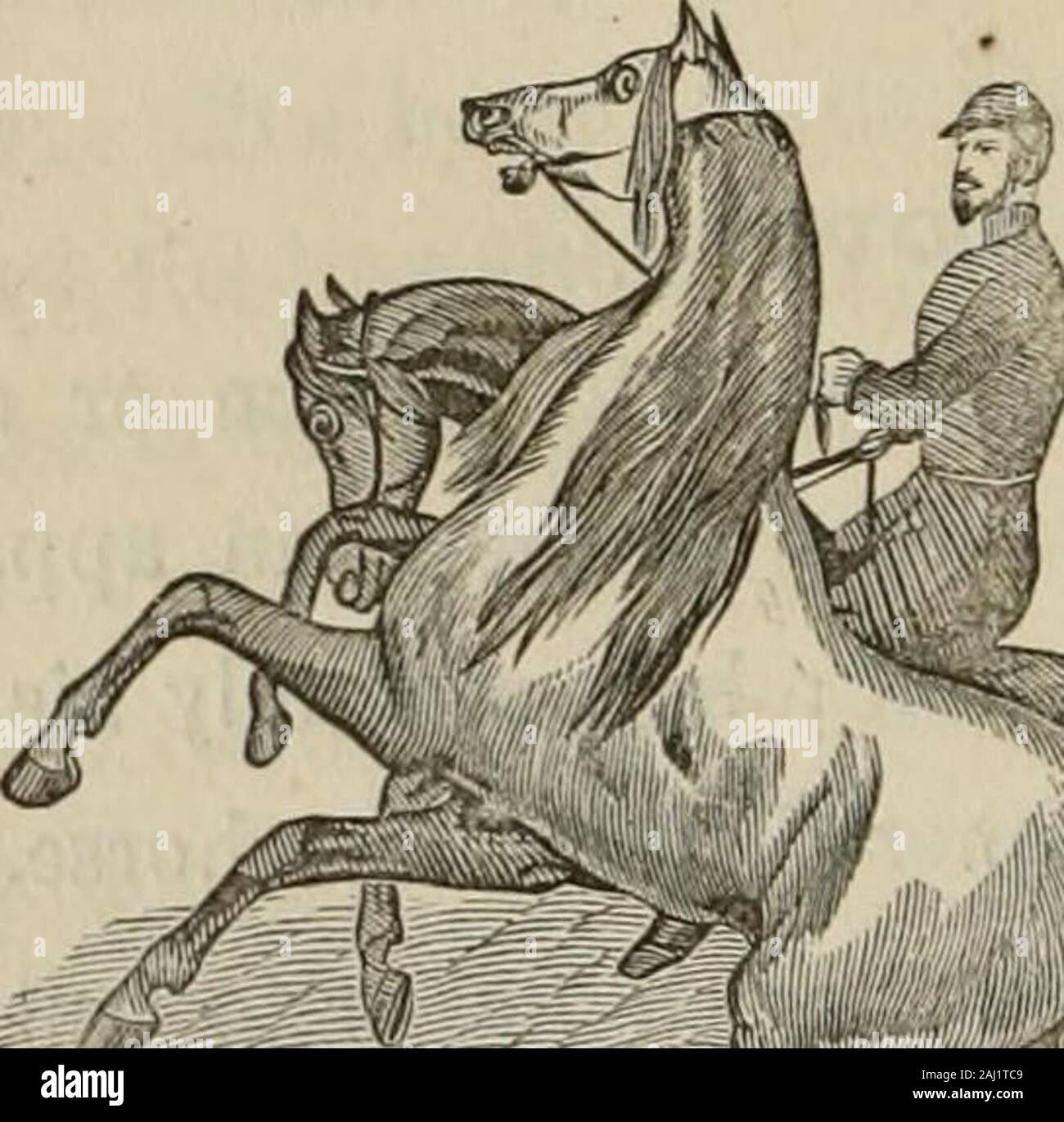 Shying Horses High Resolution Stock Photography and Images - Alamy