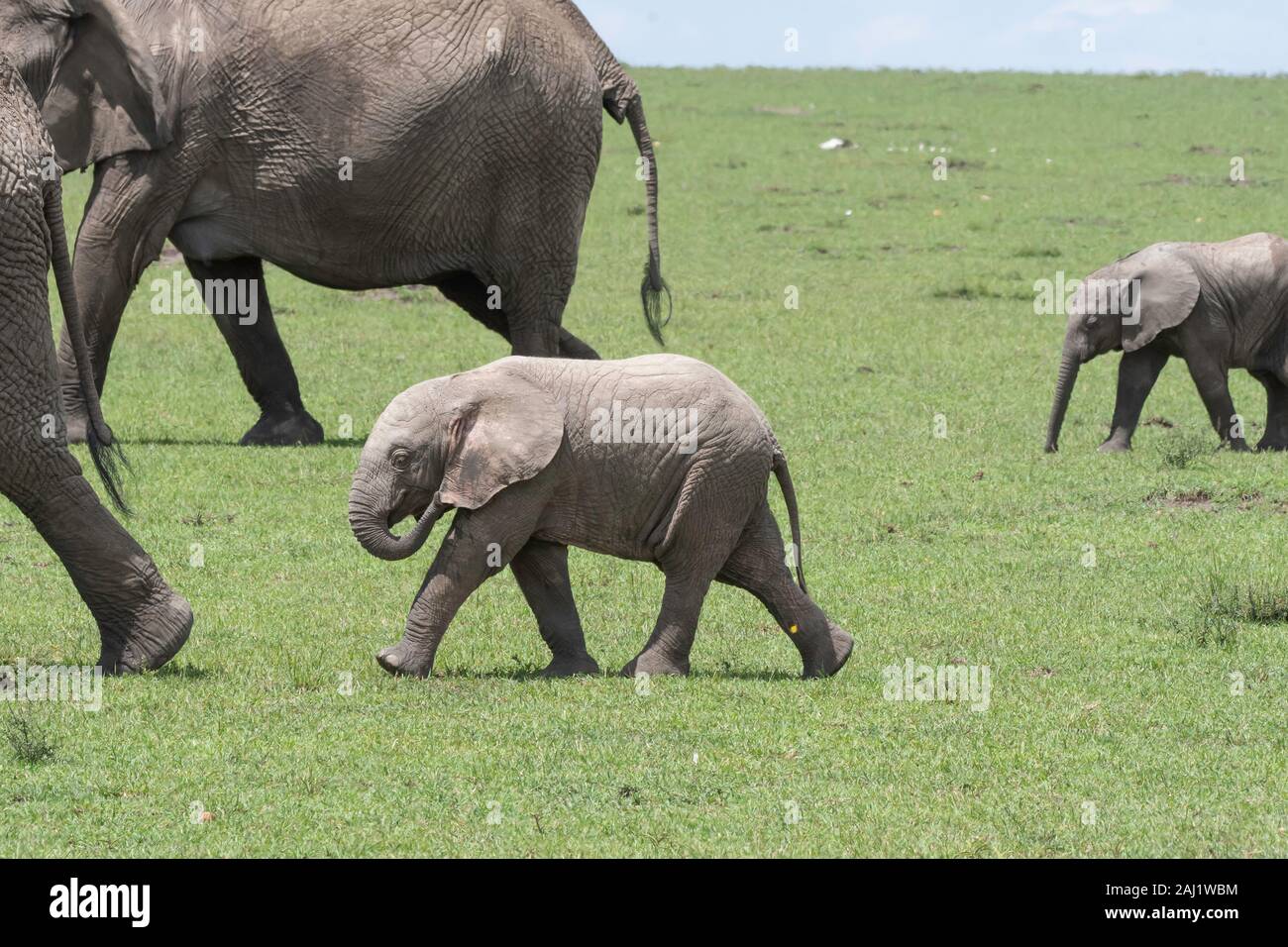 An elephant calf drinking milk inside Masai Mara National Reserve ...
