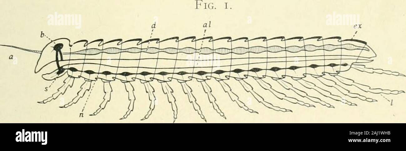 Entomology : with special reference to its biological and economic ...