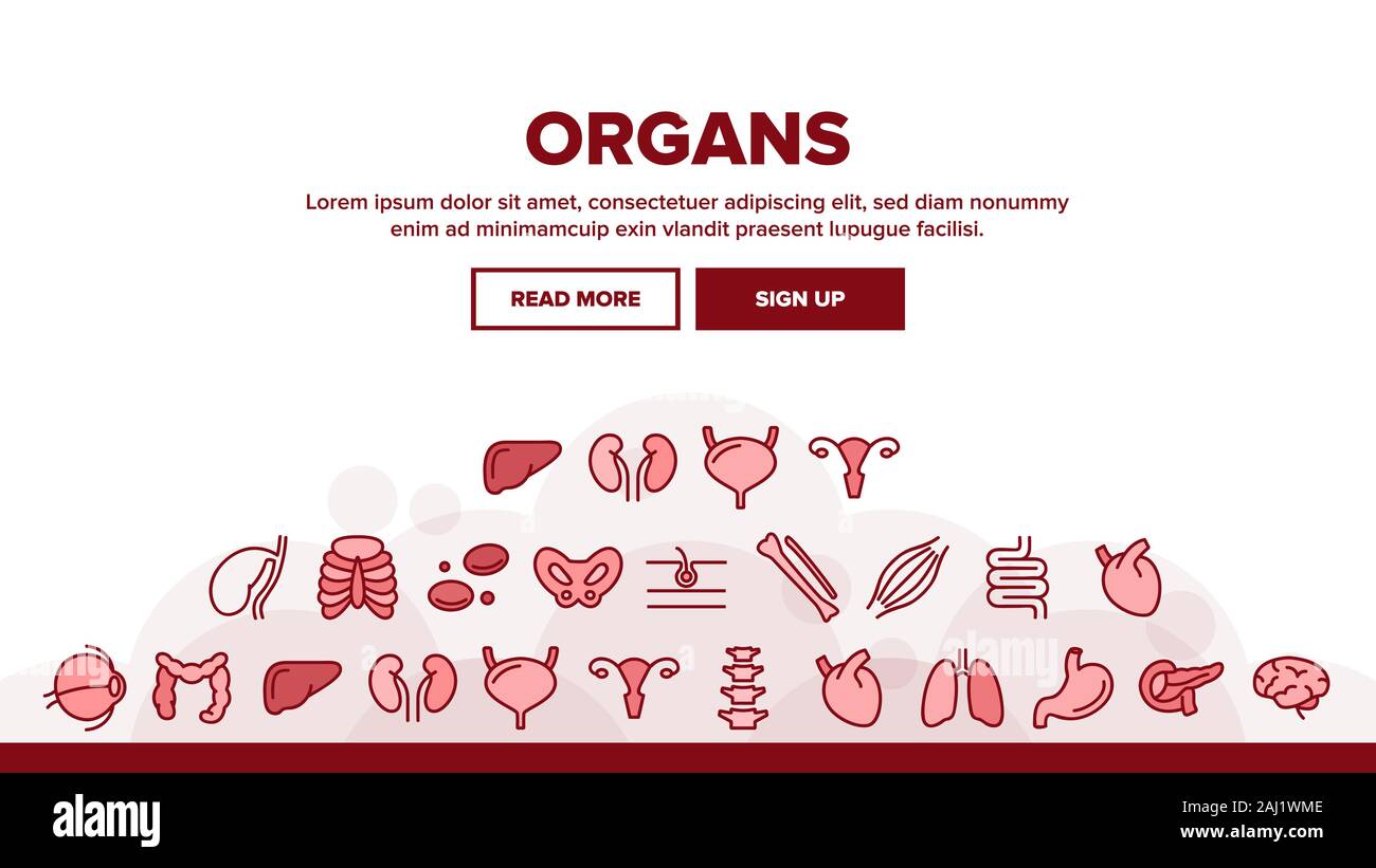 Organs Anatomical Landing Header Vector Stock Vector Image & Art - Alamy