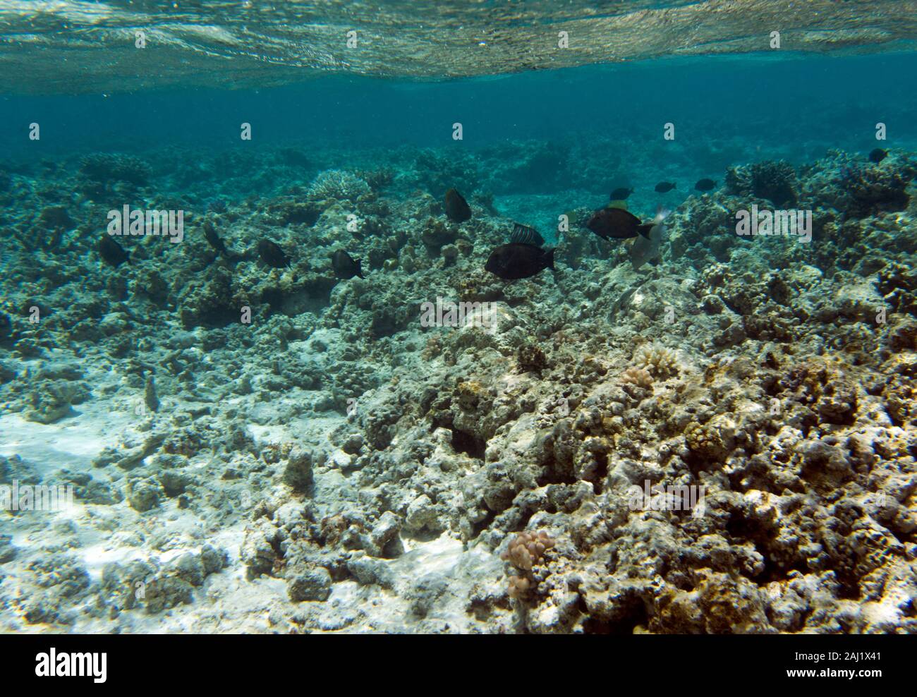 fishes and corals view in the sea of New Caledonia Stock Photo - Alamy