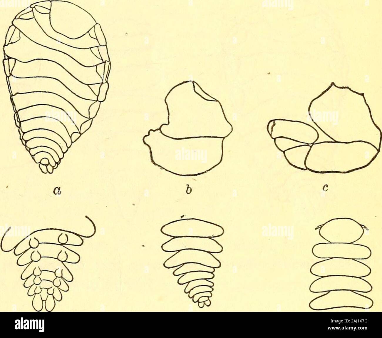 Marine isopods collected in the Philippines by the U.S fisheries ...