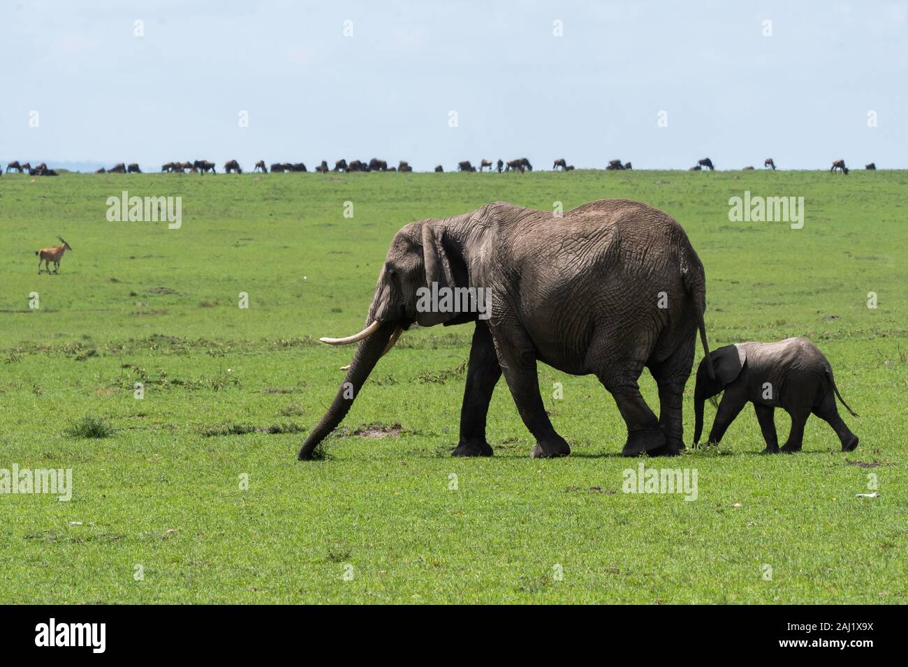 An elephant calf drinking milk inside Masai Mara National Reserve ...