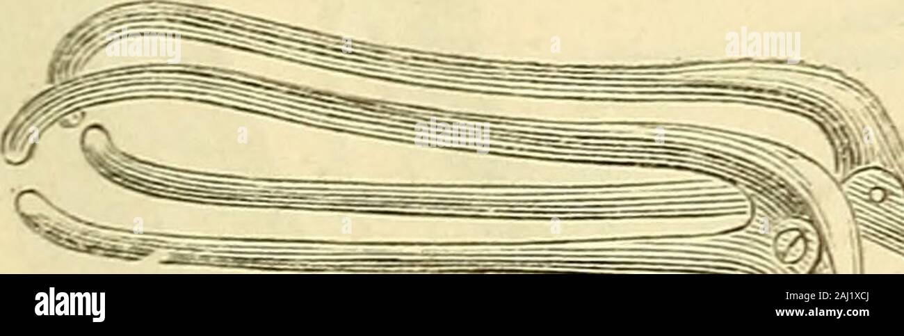 Trivalve hi-res stock photography and images - Alamy