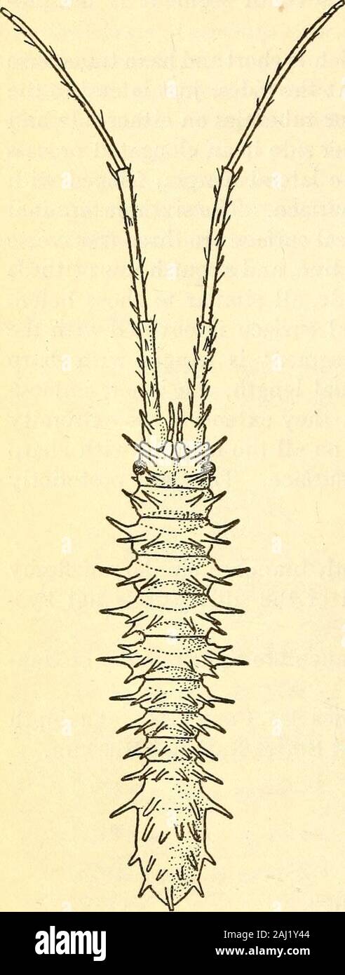Median transverse line hi-res stock photography and images - Alamy
