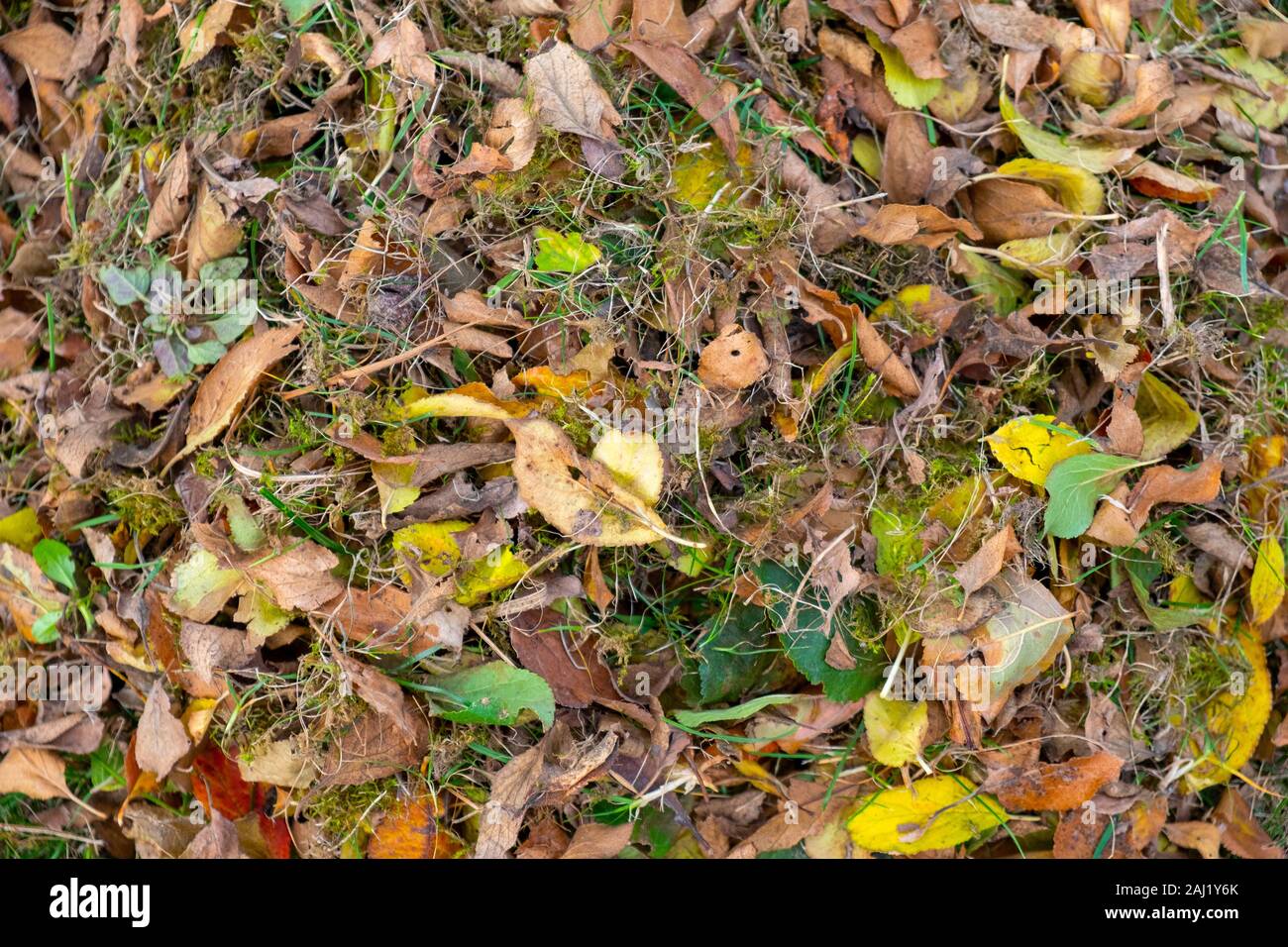 Bucket leaves hi-res stock photography and images - Alamy