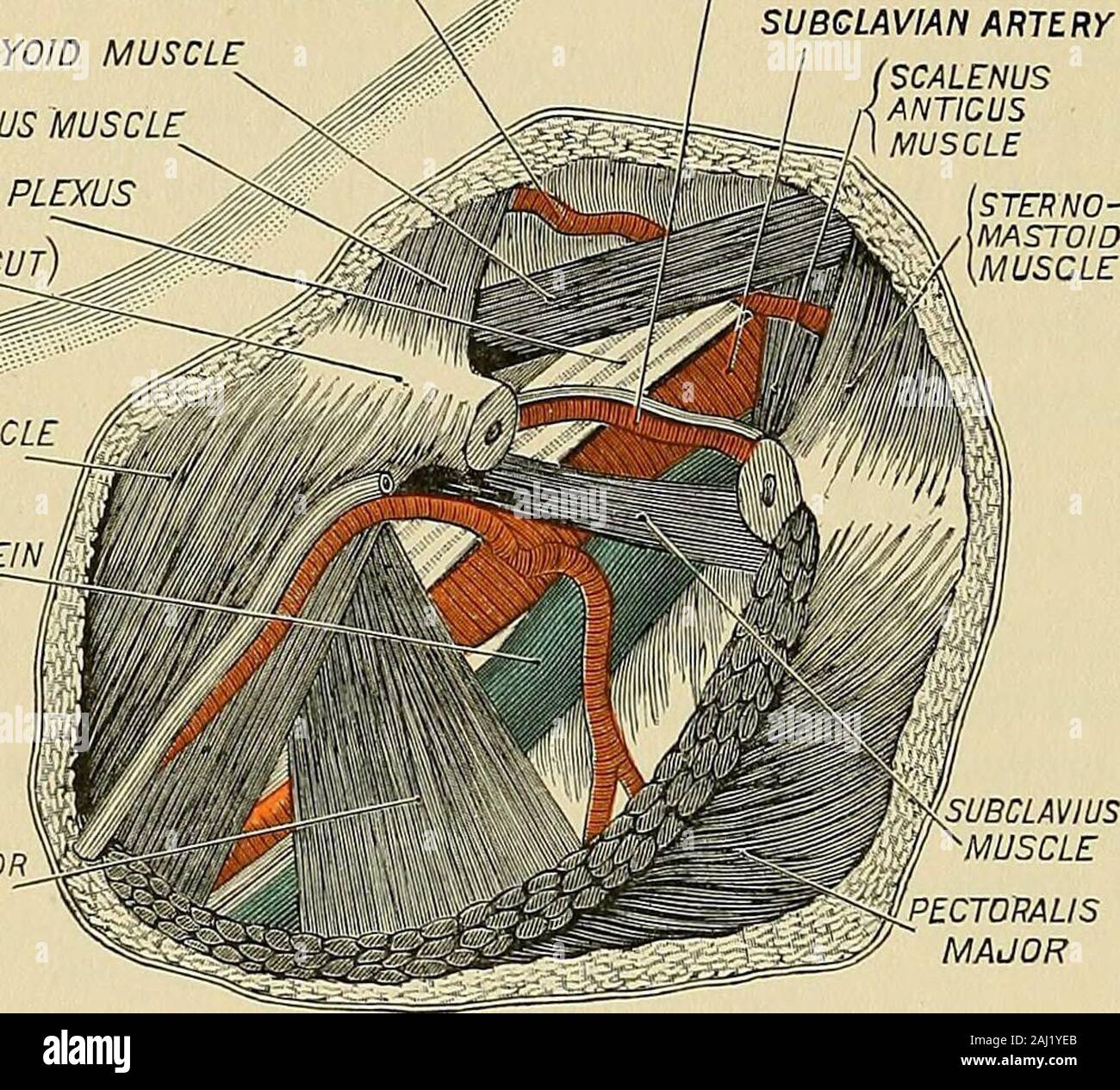 Sterno cleido mastoid muscle hi-res stock photography and images - Alamy