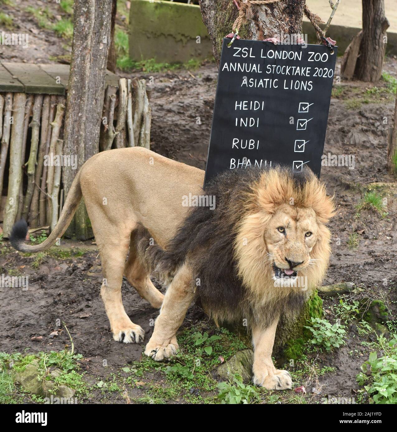 An Asiatic Lion being counted at the ZSL London Zoo Annual Stock-take in London Stock Photo - Alamy