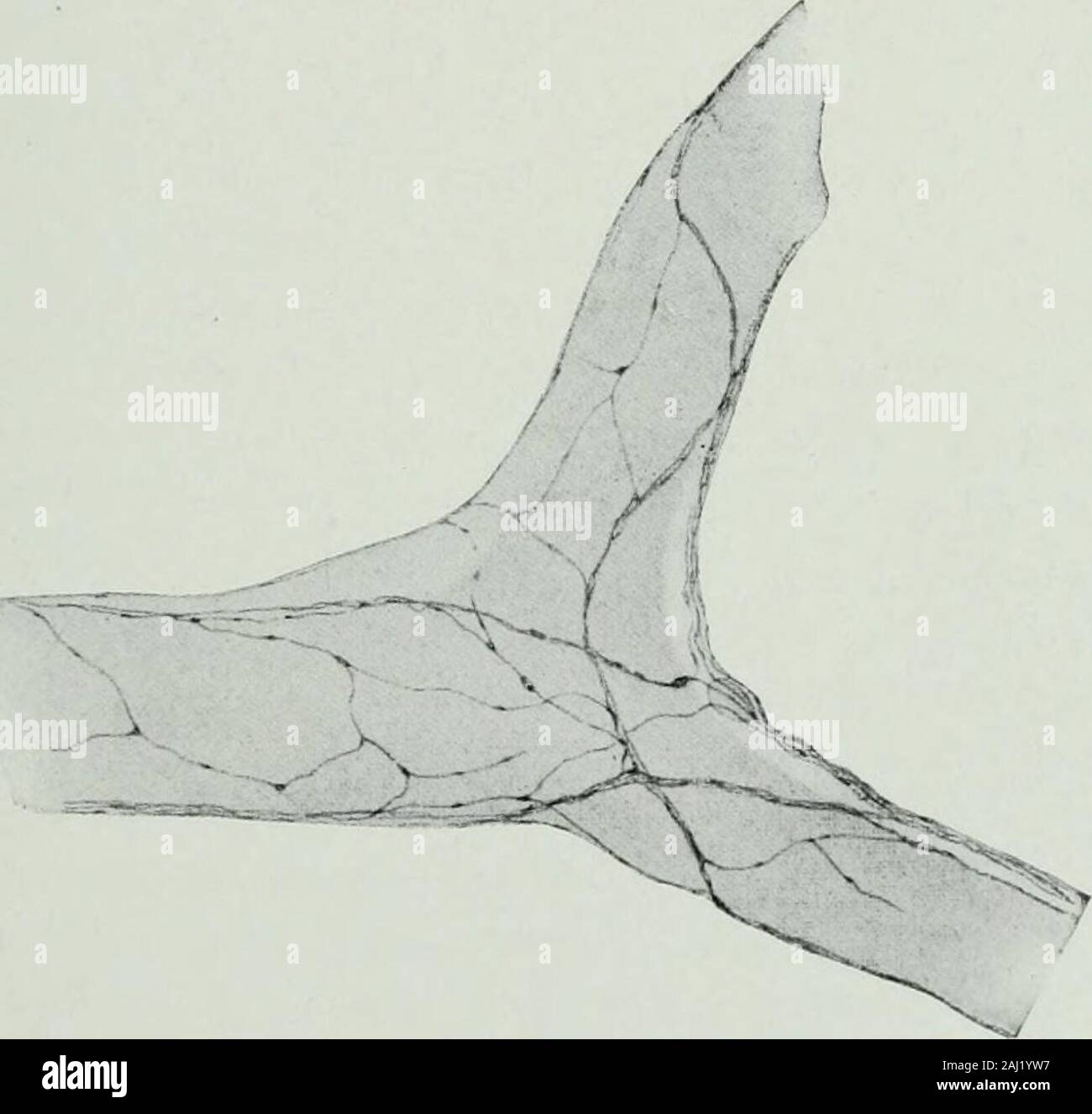 Vascularization hi-res stock photography and images - Alamy