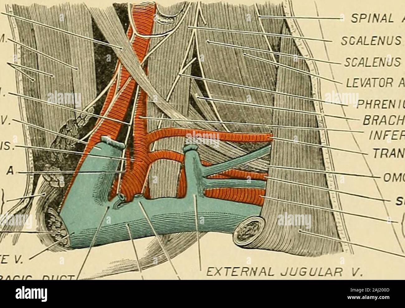 Sterno cleido mastoid muscle hi-res stock photography and images - Alamy