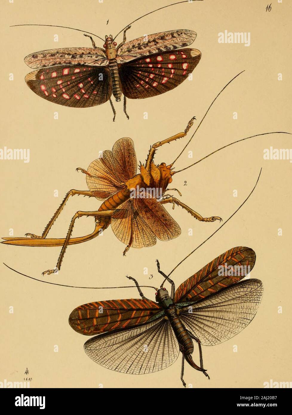 Broad rostrum hi-res stock photography and images - Alamy