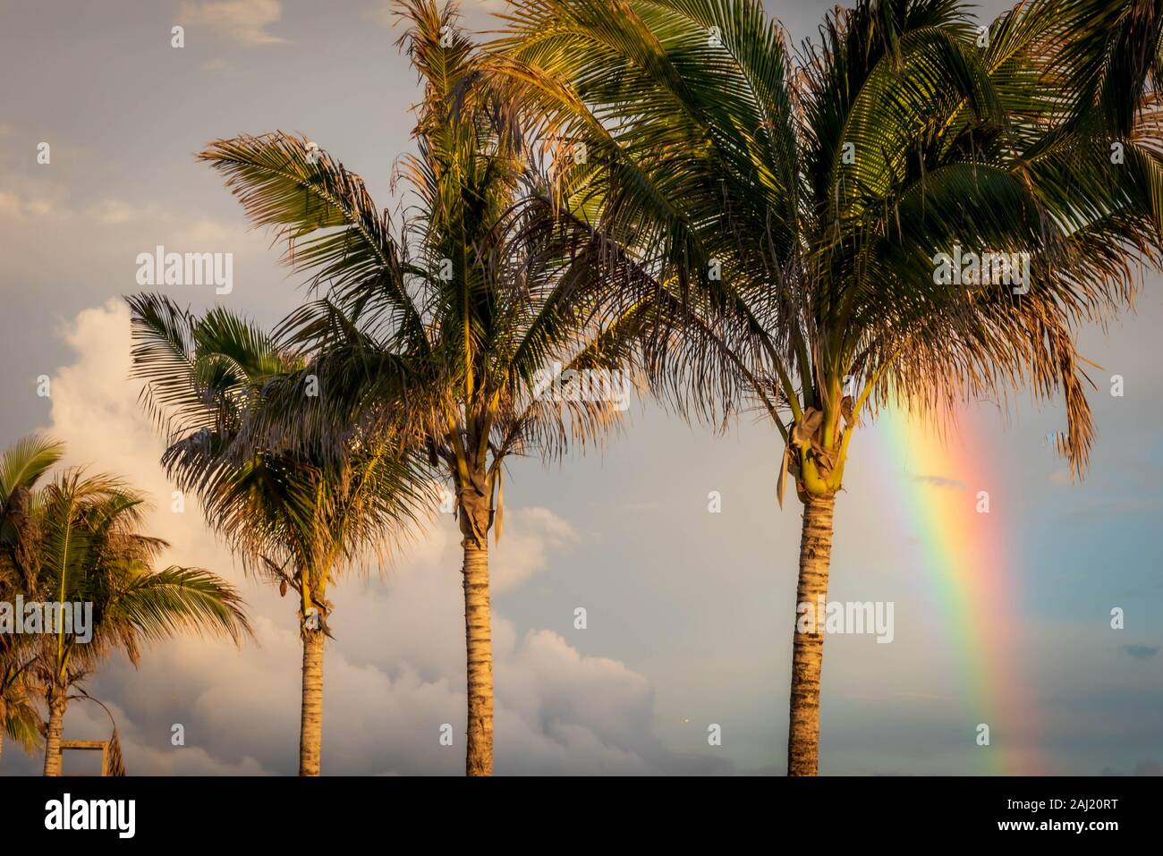 Rainbow with palm trees hi-res stock photography and images - Alamy