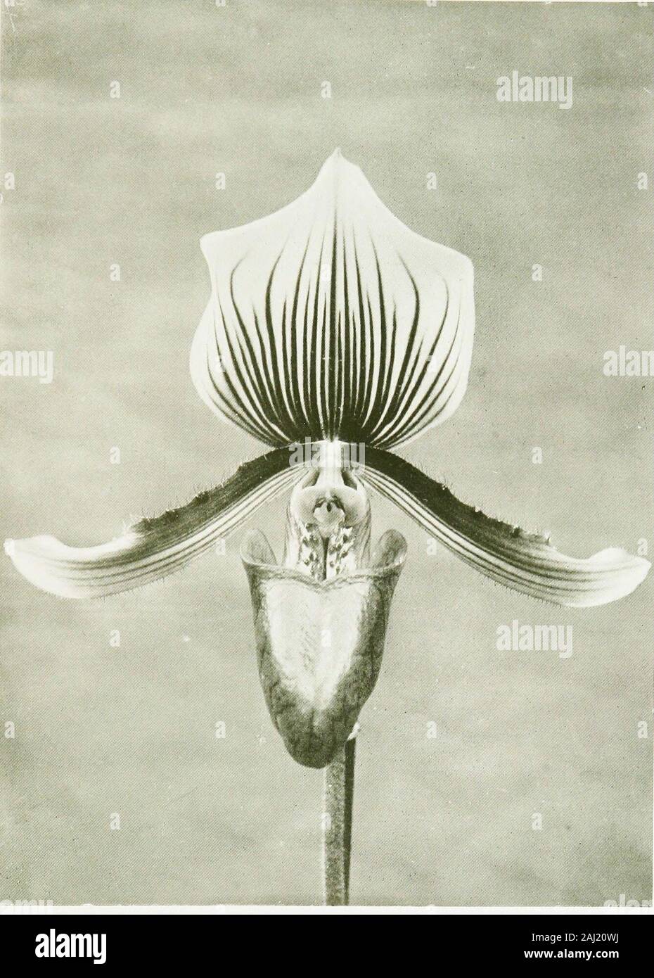 White purple centre orchid flowers hi-res stock photography and images ...