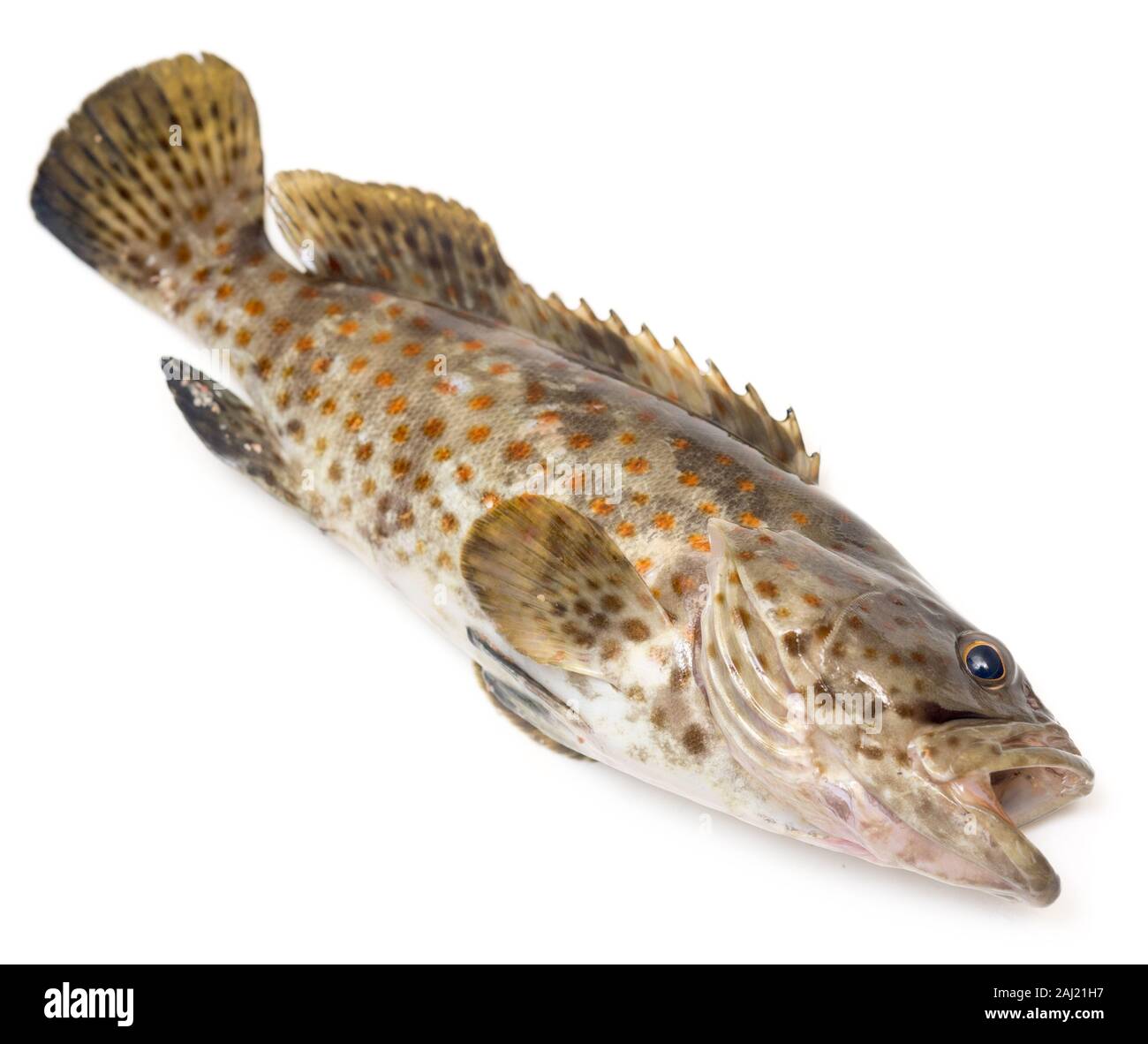 Fresh grouper isolated on white background Stock Photo - Alamy
