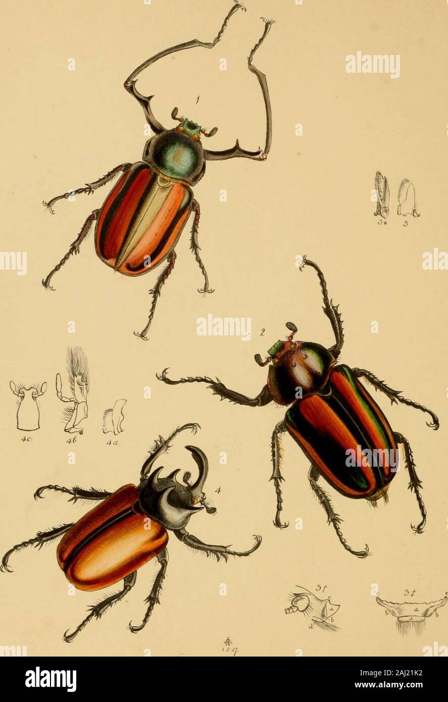 Double brooded hi-res stock photography and images - Alamy