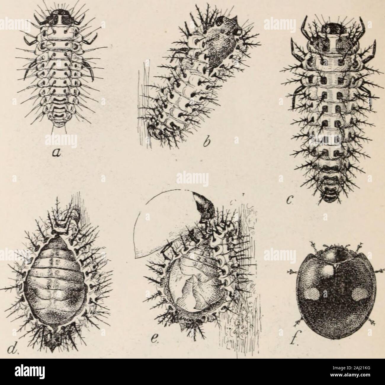 Scale insect ladybird hi-res stock photography and images - Alamy