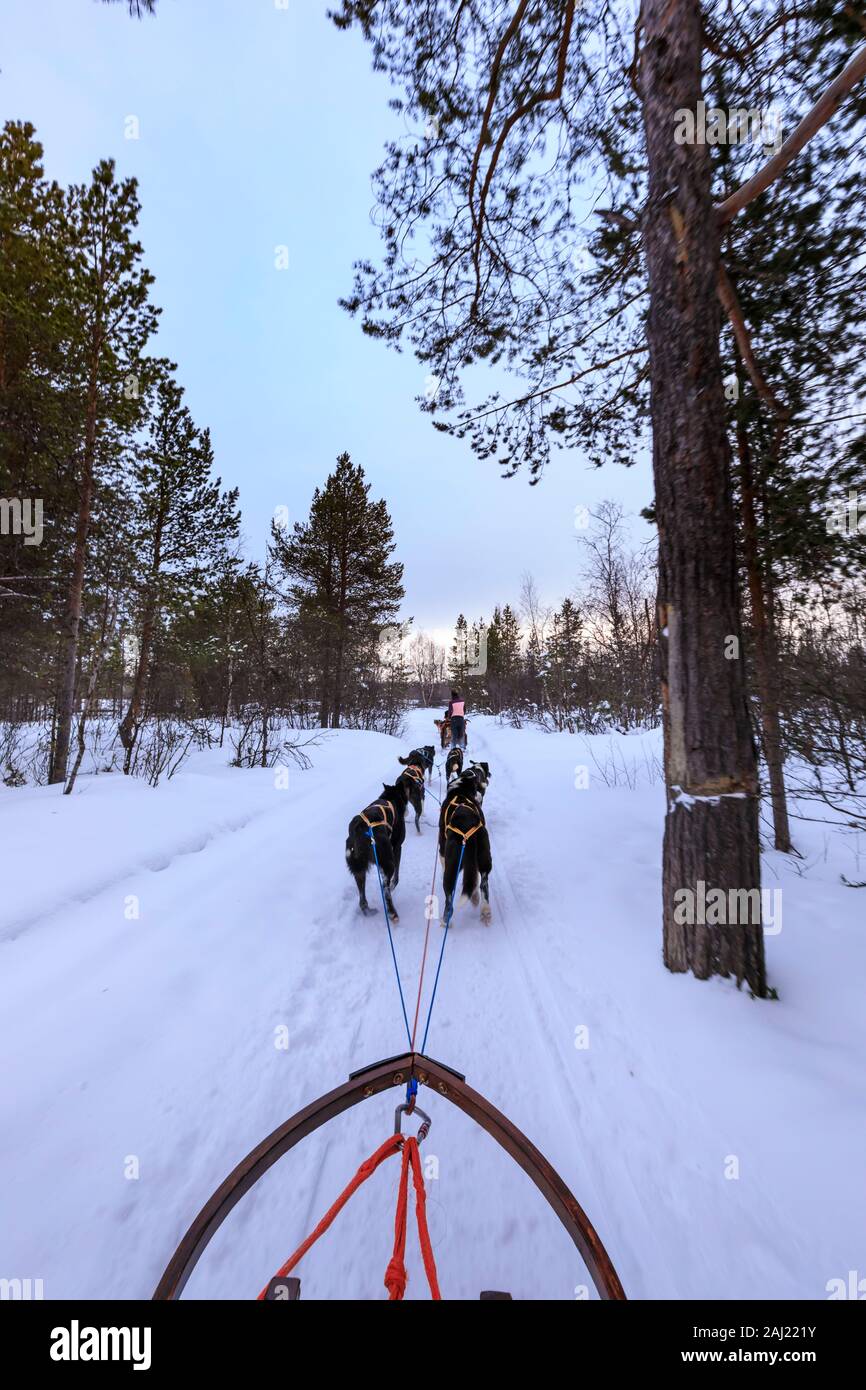Alaskan husky pulled dog sleds speed through snowy forest, twilight in ...