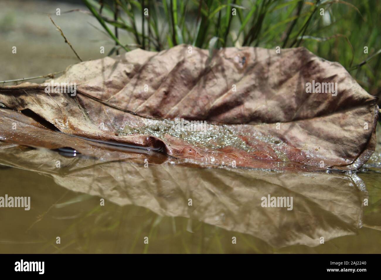 Folha seca hi-res stock photography and images - Alamy