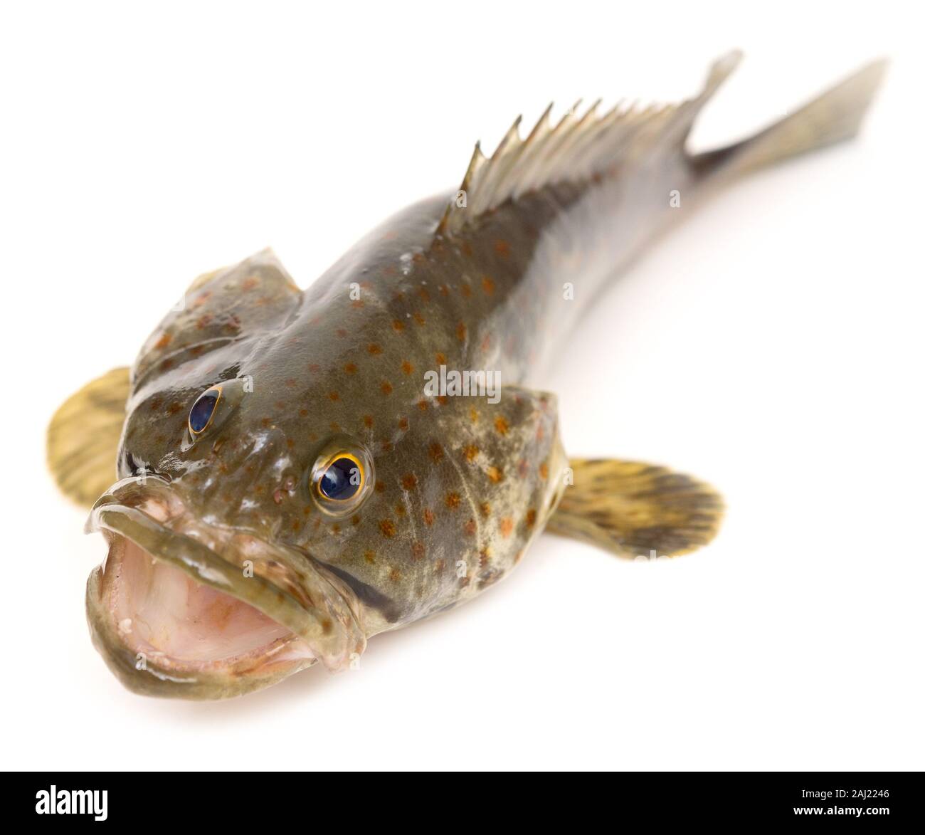 Fresh grouper isolated on white background Stock Photo - Alamy