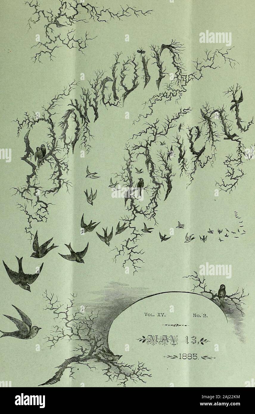 Firii hi-res stock photography and images - Alamy