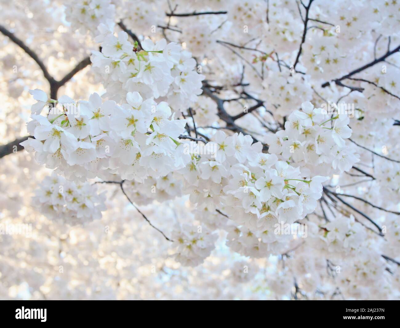 Washington dc scenics hi-res stock photography and images - Alamy