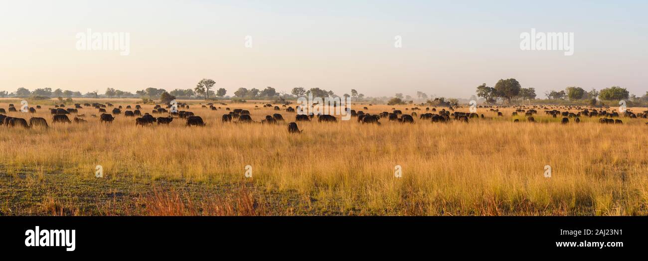 Bushman panoramic hi-res stock photography and images - Alamy
