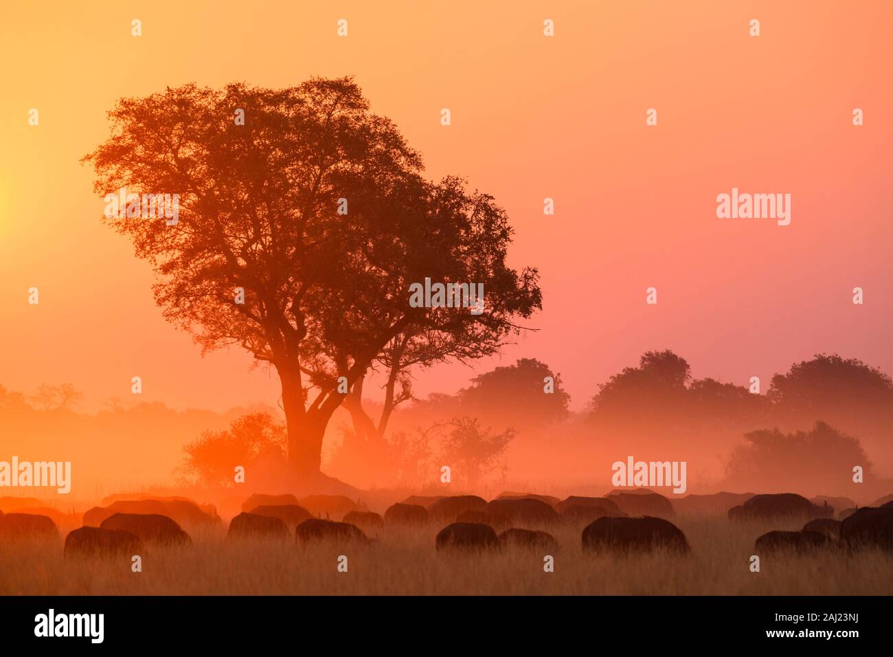 African buffalo (Cape Buffalo) (Syncerus caffer) at sunset, Bushman ...