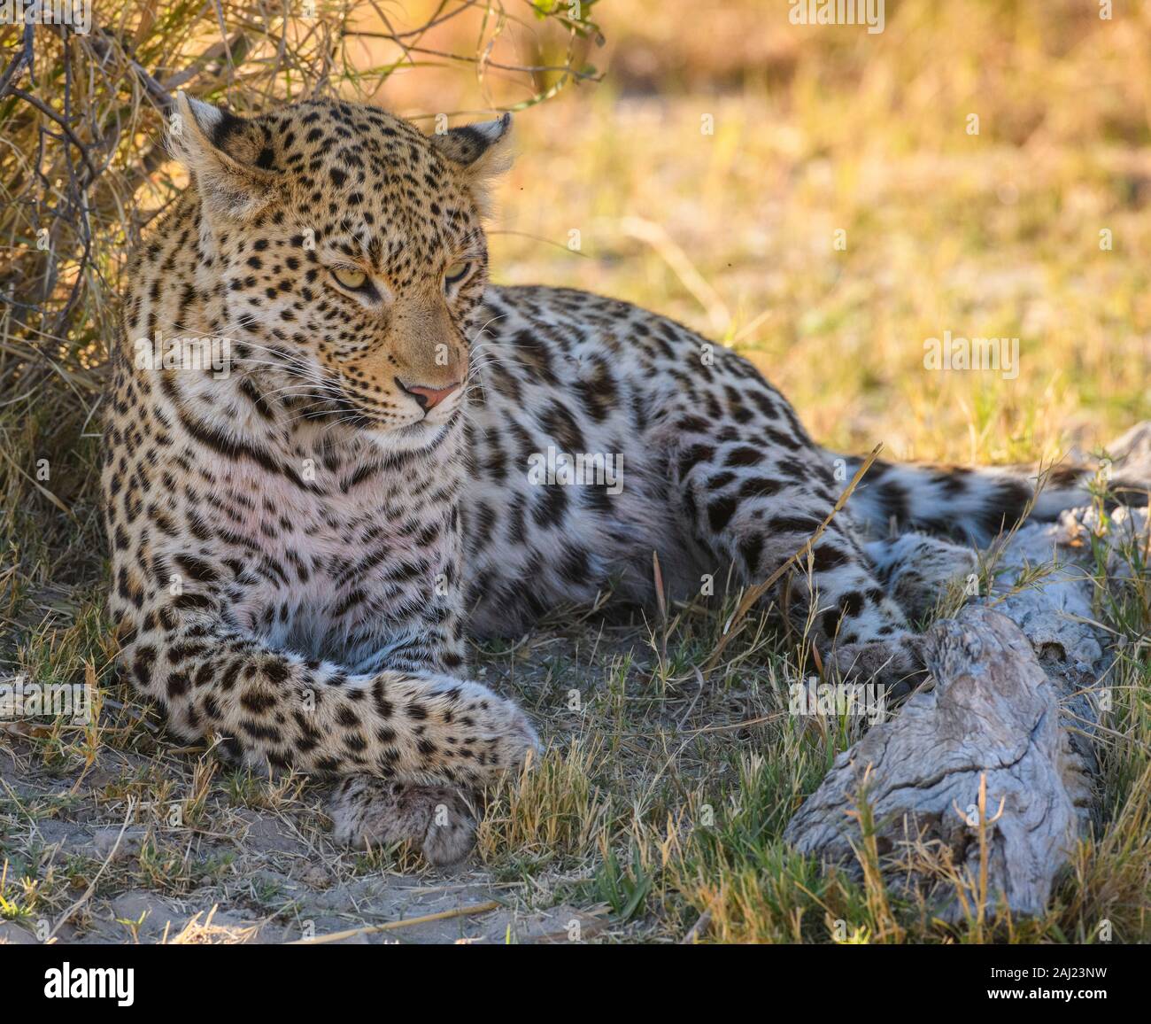 Female Leopard (Panthera pardus), resting in the shade of a tree ...