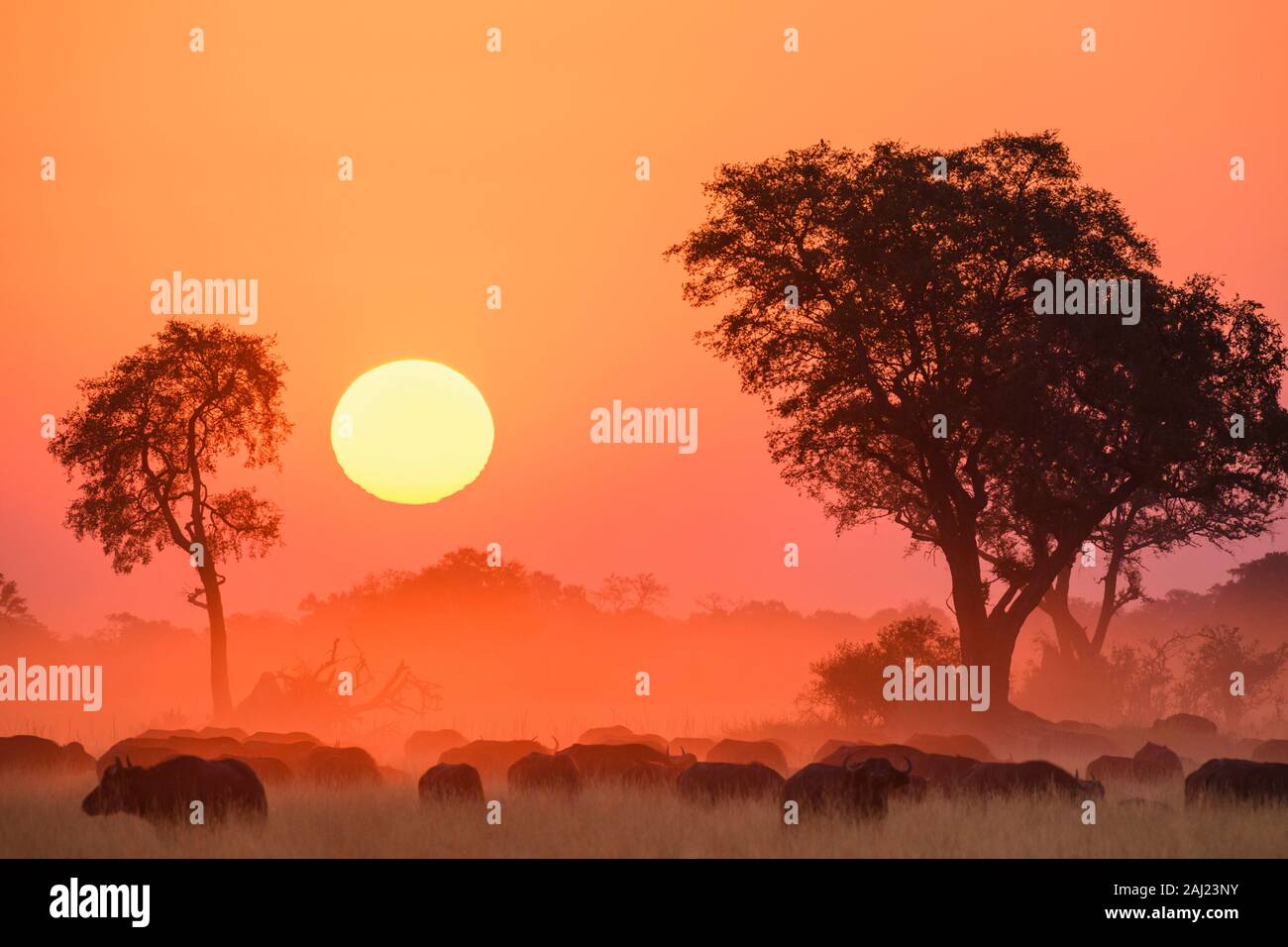 Botswana sunset hi-res stock photography and images - Alamy
