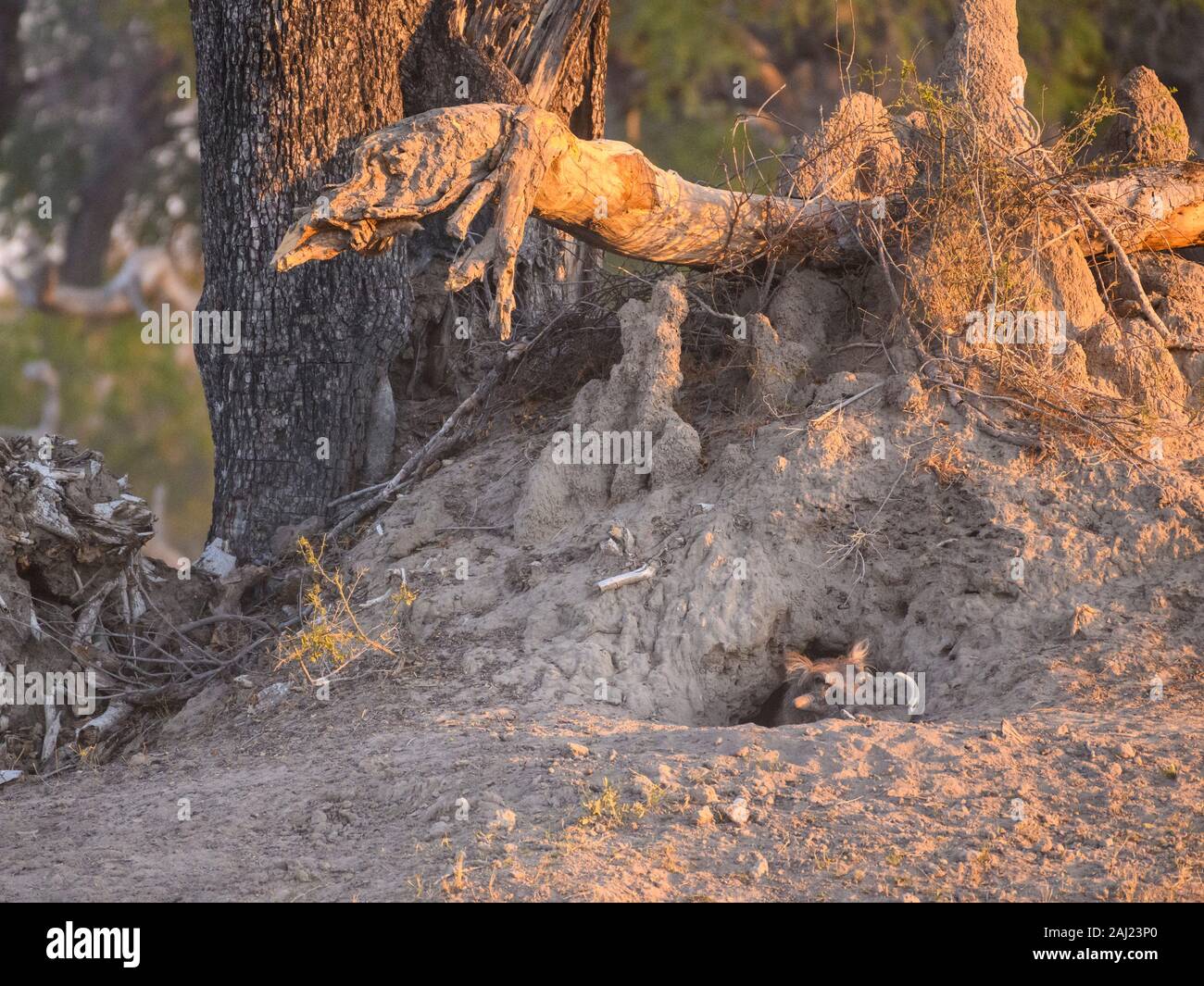 Common Warthog (Phacochoerus africanus), emerging from its den, Bushman ...