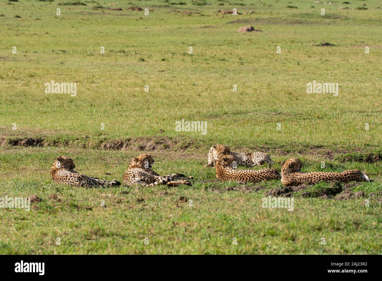 Five cheetah coalition also called tano bora in the plains of Africa ...