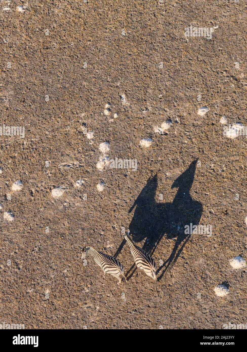 Aerial view of zebra hi-res stock photography and images - Alamy