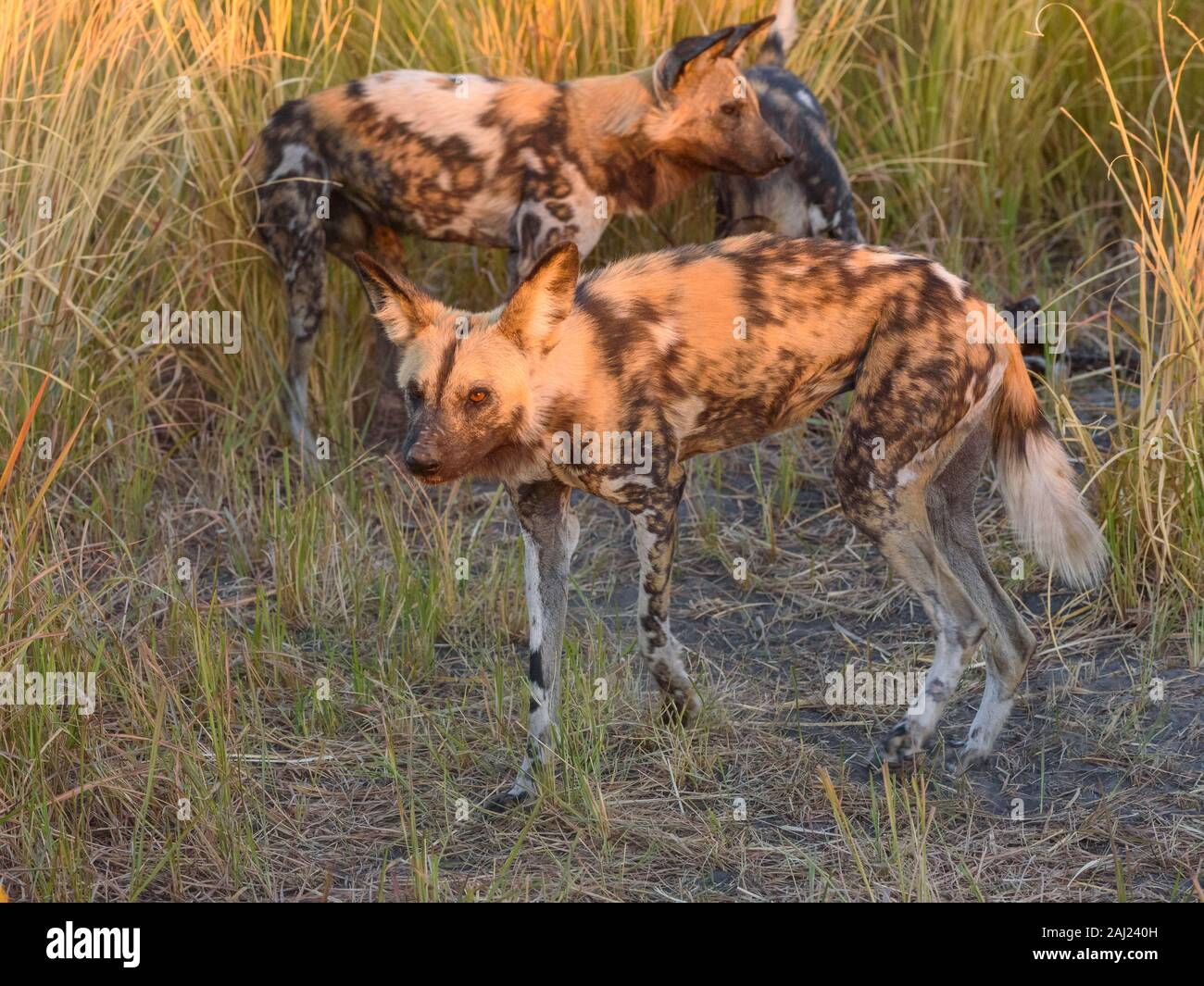 African wild dog (painted wolf) (Lycaon pictus), Bushman Plains ...