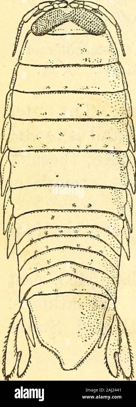 Marine isopods collected in the Philippines by the U.S fisheries ...