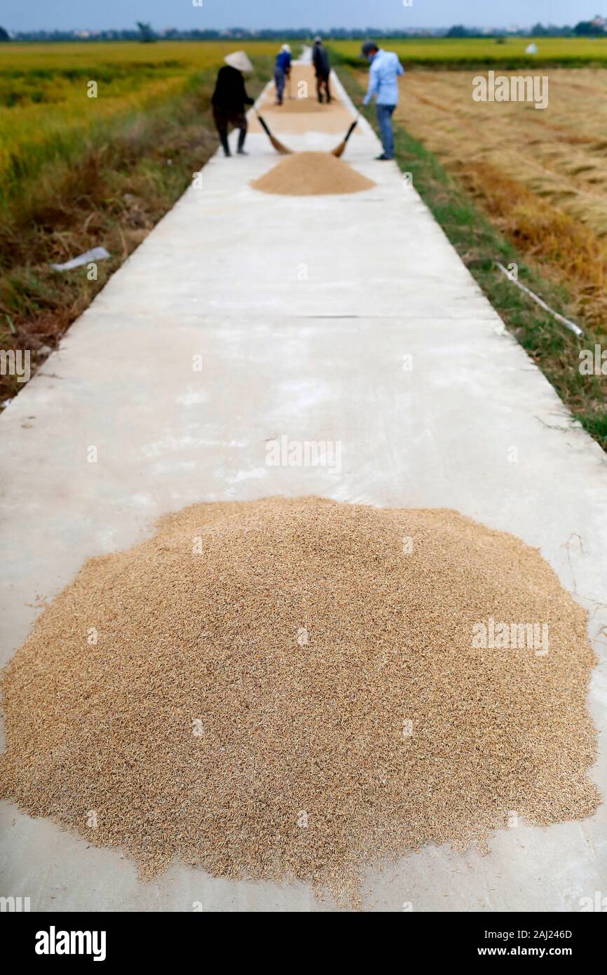 Rice harvest, farmers drying rice on road, Hoi An, Vietnam, Indochina ...