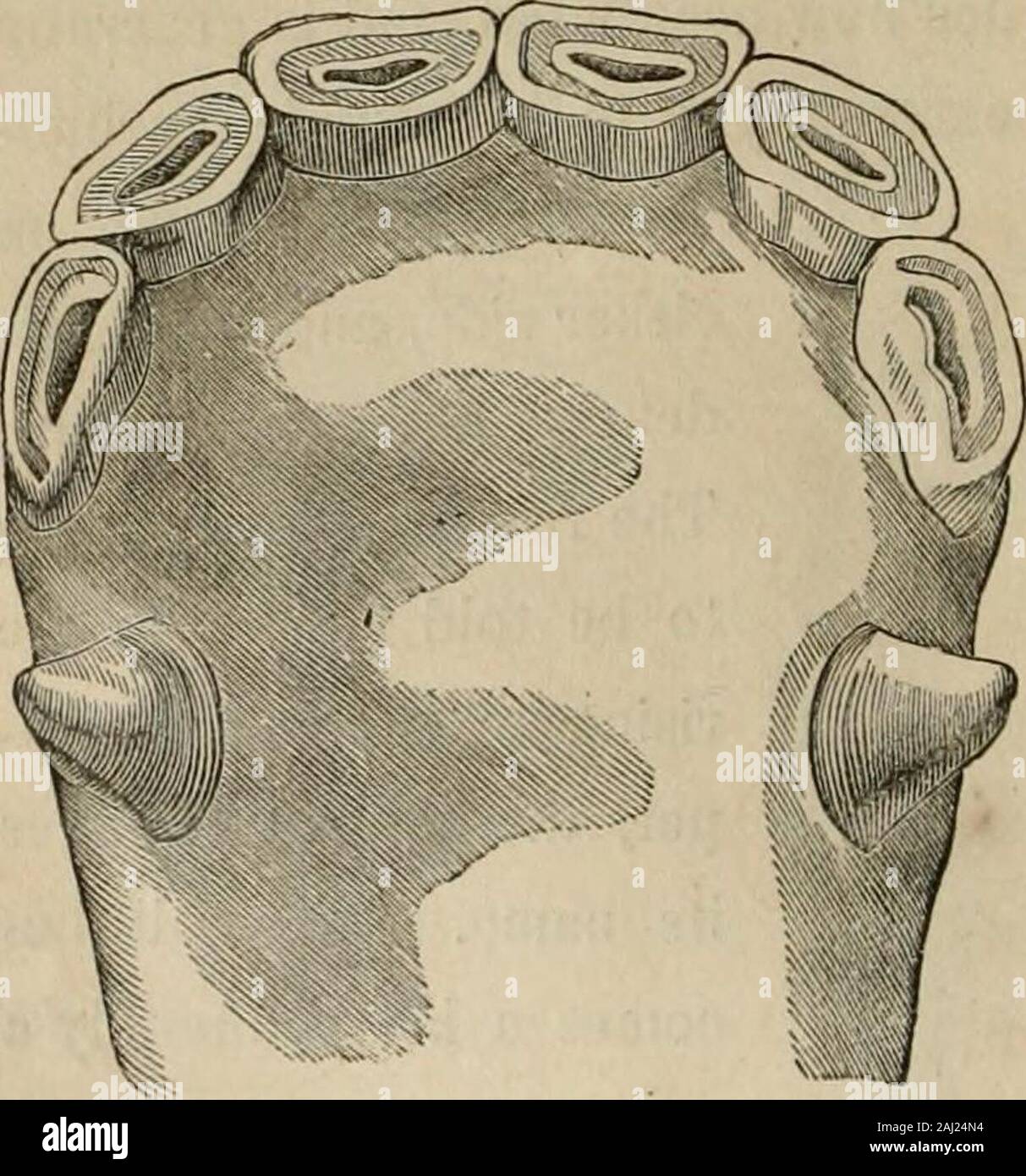 Tushes hi-res stock photography and images - Alamy