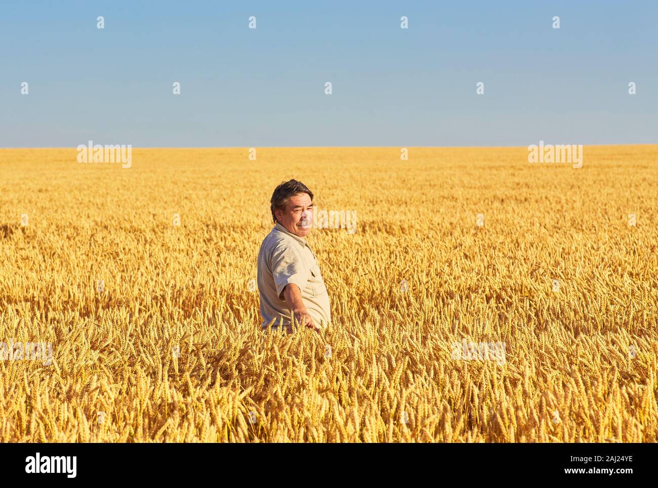 Farmer walking through a golden wheat field, looking at the harvest ...