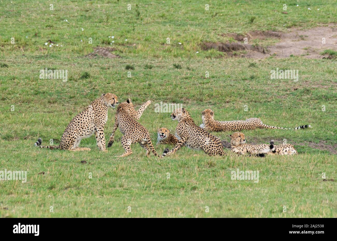 Five cheetah coalition also called tano bora in the plains of Africa ...