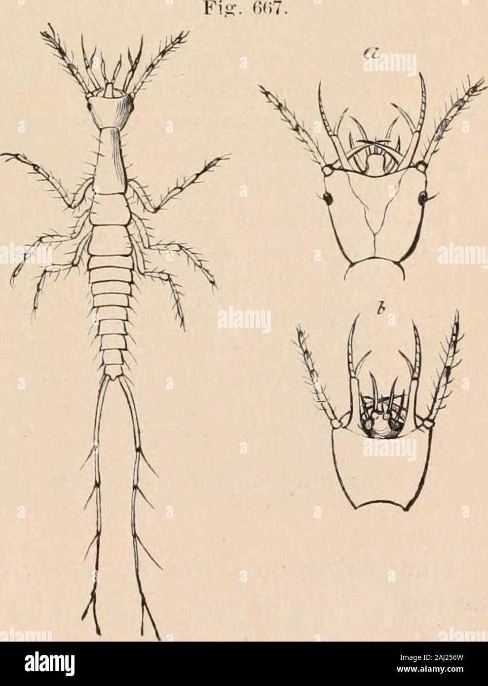 Guide to the study of insects, and a treatise on those injurious and ...