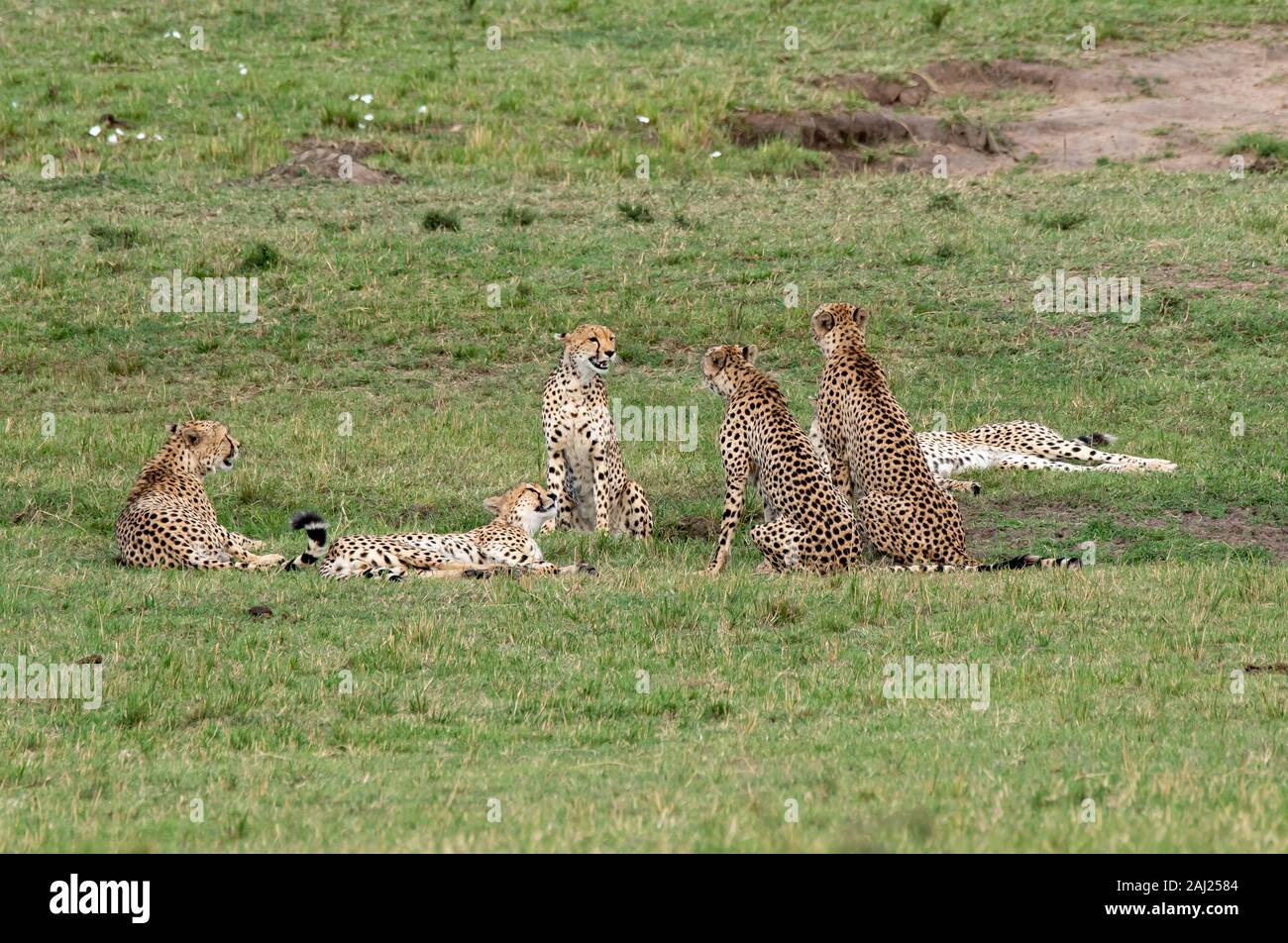 Five cheetah coalition also called tano bora in the plains of Africa ...