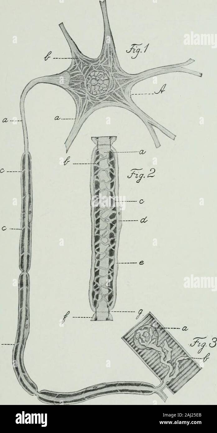 Neuraxon hi-res stock photography and images - Alamy