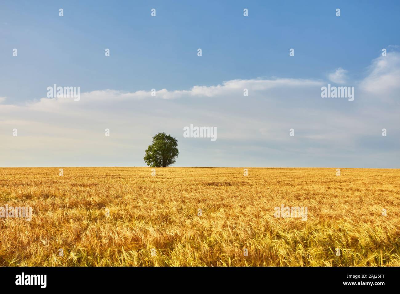 Corn flied hi-res stock photography and images - Alamy