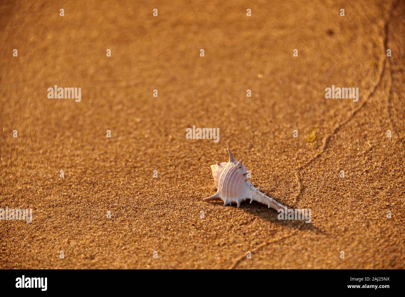 Starfish shell on sunrise hi-res stock photography and images - Alamy