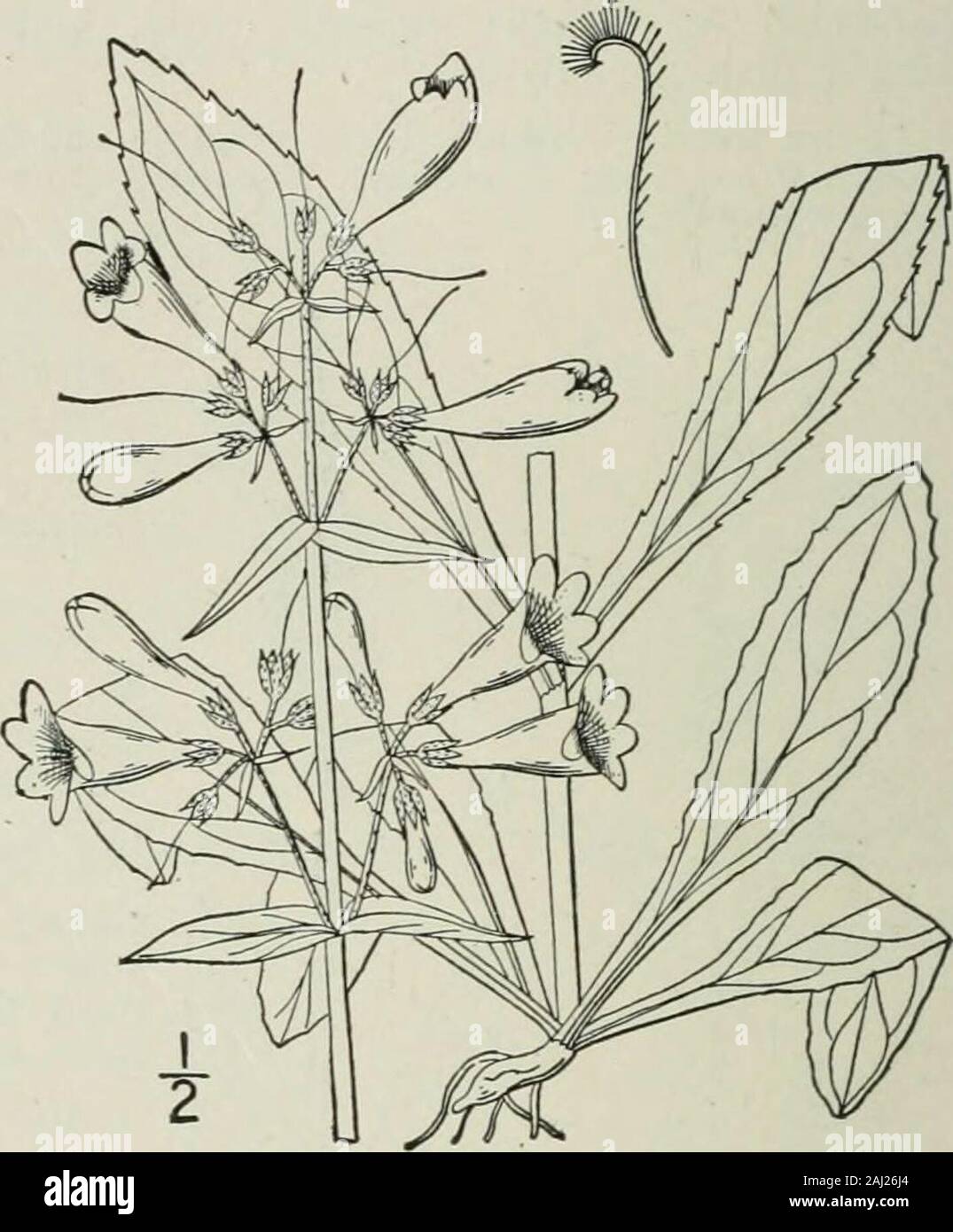 Puberulent hi-res stock photography and images - Alamy