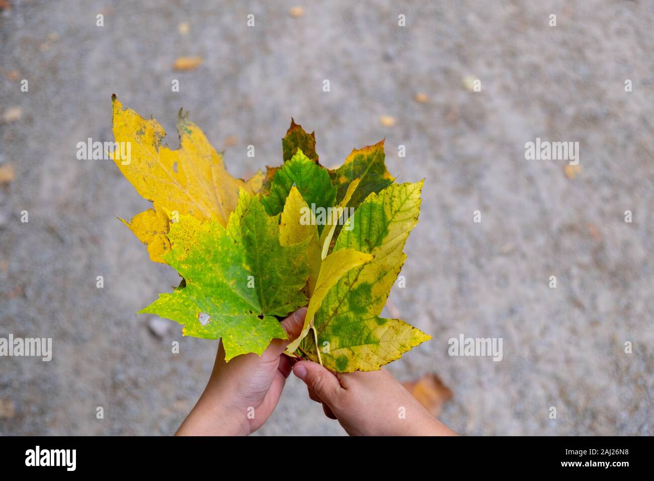 Children's hands have autumn leaves in their hands Stock Photo - Alamy